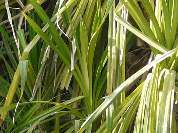 tall grass texture 0016 - Texturelib